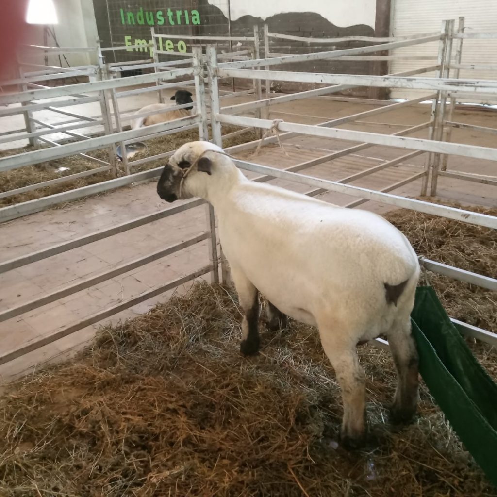 Seminario de producción ovina-caprina NORTE GRANDE - Consejo ...